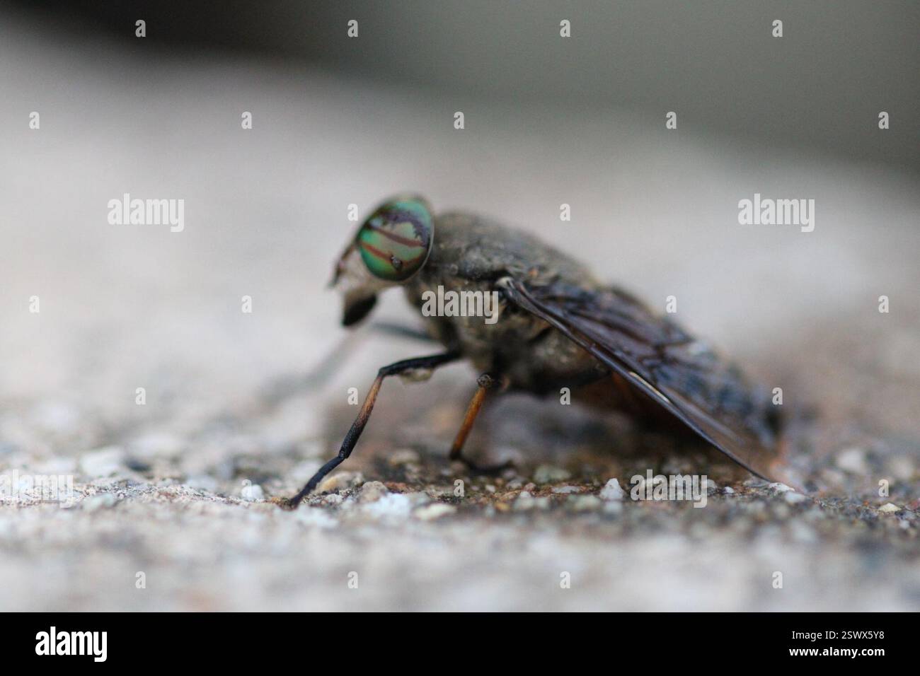 Dark Giant Horse Fly (Tabanus sudeticus), Insecta, La Frette, France ...