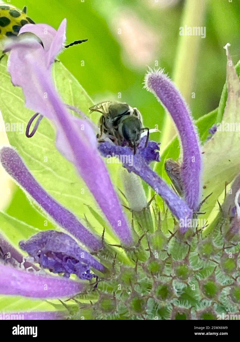 wild bergamot (Monarda fistulosa), Plantae, Bandelier National Monument ...