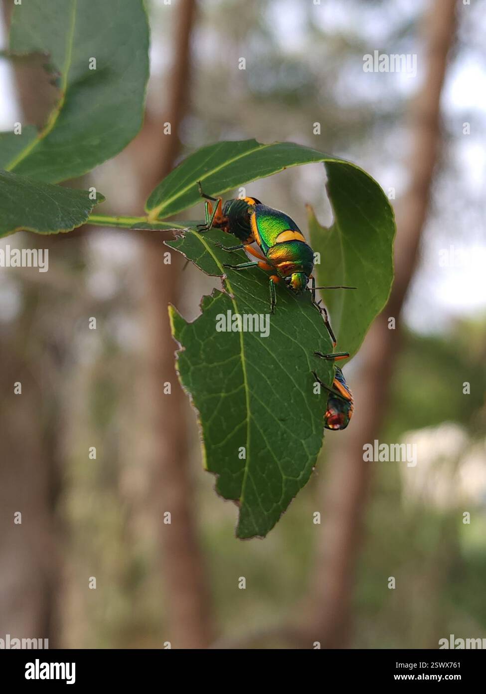 Green Jewel Bug (Lampromicra senator), Insecta, Bouldercombe QLD 4702 ...