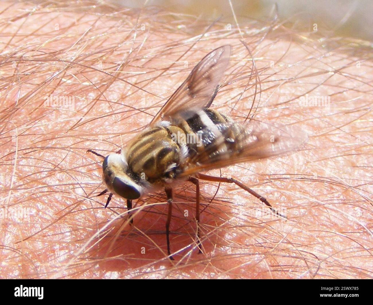 (Philoliche alternans), Insecta, De Mond, Overberg District ...
