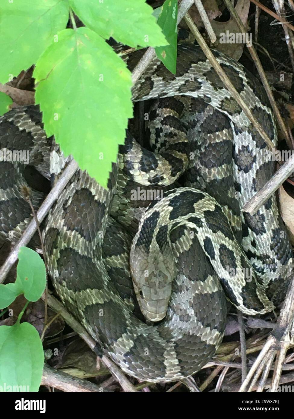 Eastern Foxsnake (Pantherophis vulpinus), Reptilia, Perrot State Park ...