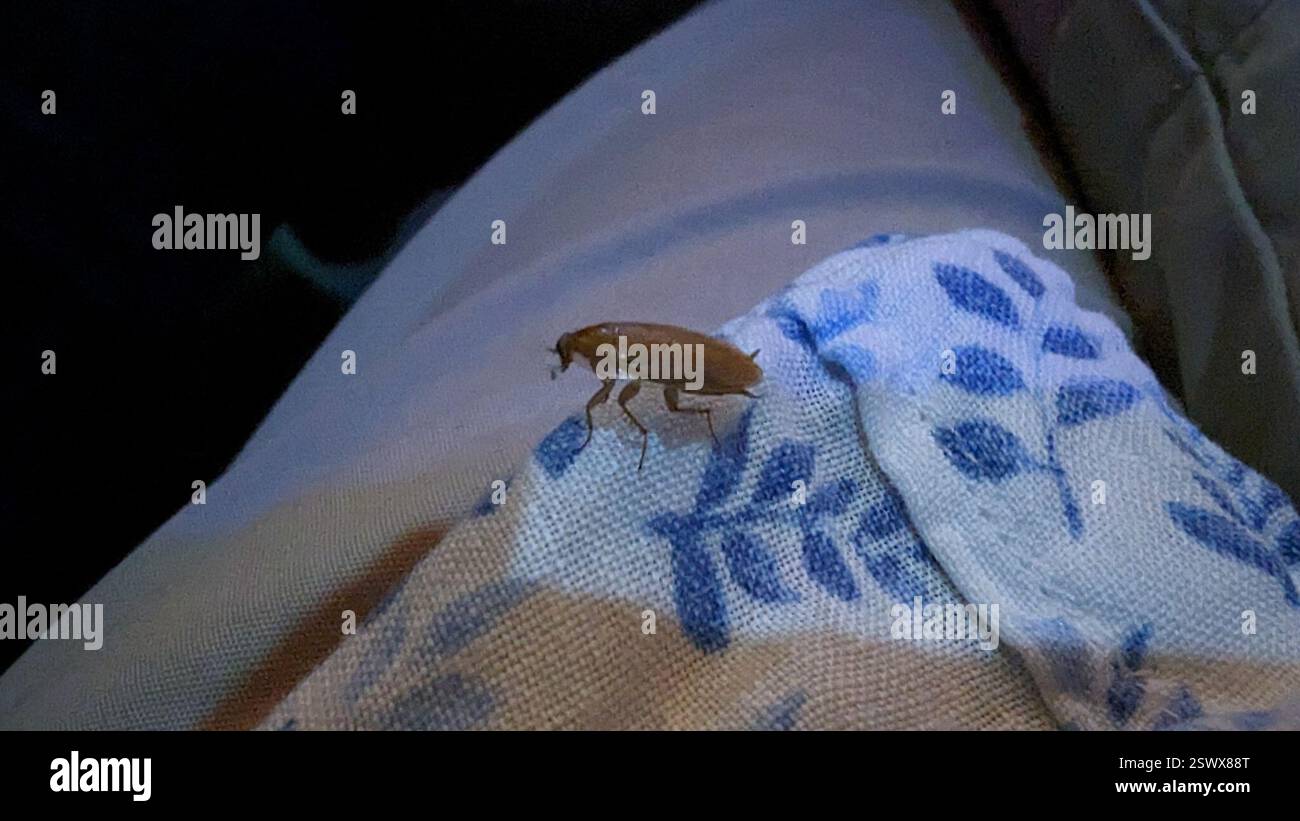 Tawny Cockroach (Ectobius pallidus), Insecta, 9400 Rorschach ...