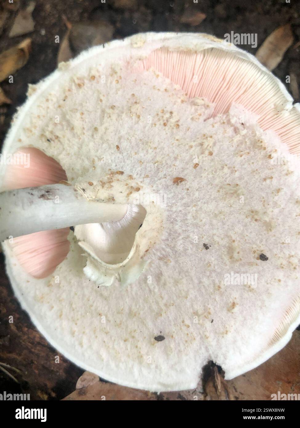 field and button mushrooms (Agaricus), Fungi, Maryland, US, Phenolic ...