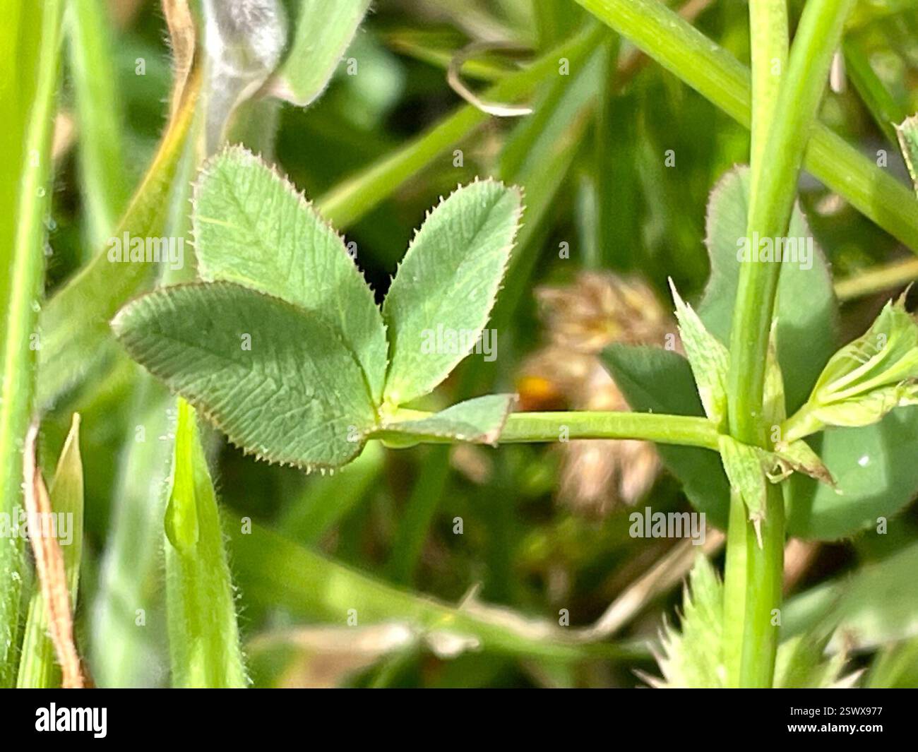 springbank clover (Trifolium wormskioldii), Plantae, 17 Mile Dr, Pebble ...