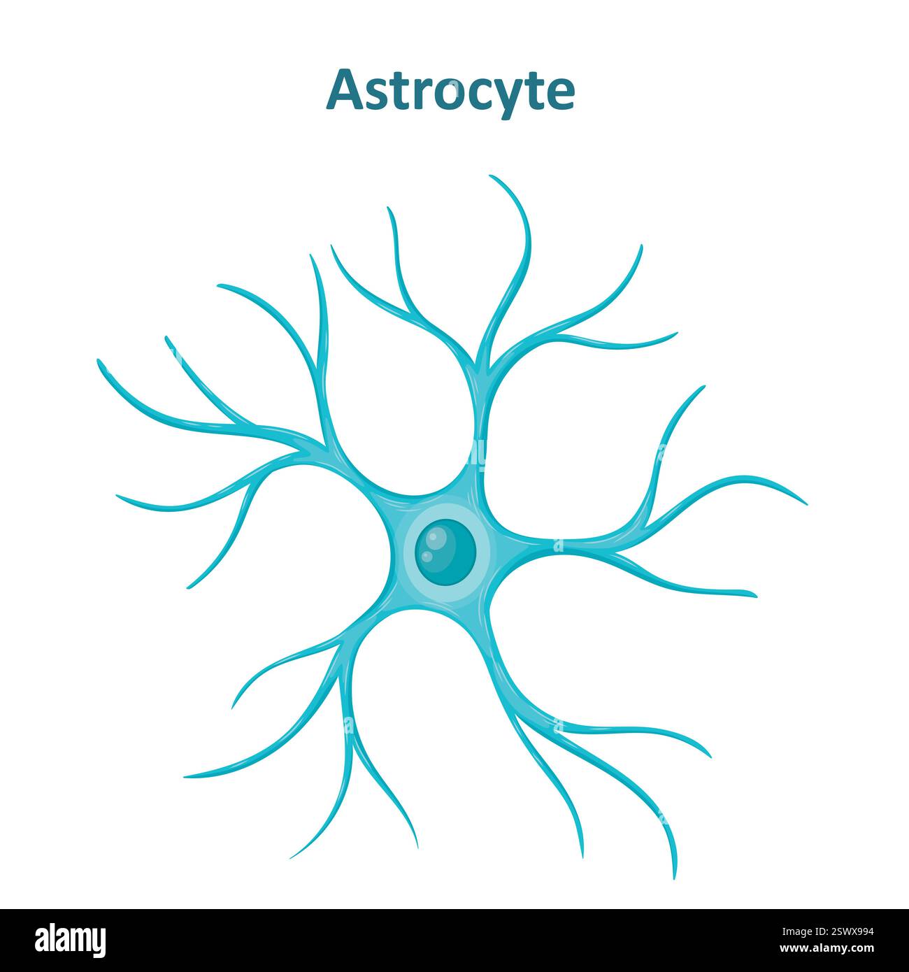Astrocyte image, Neuroglia cell, Glial cell Stock Vector Image & Art - Alamy