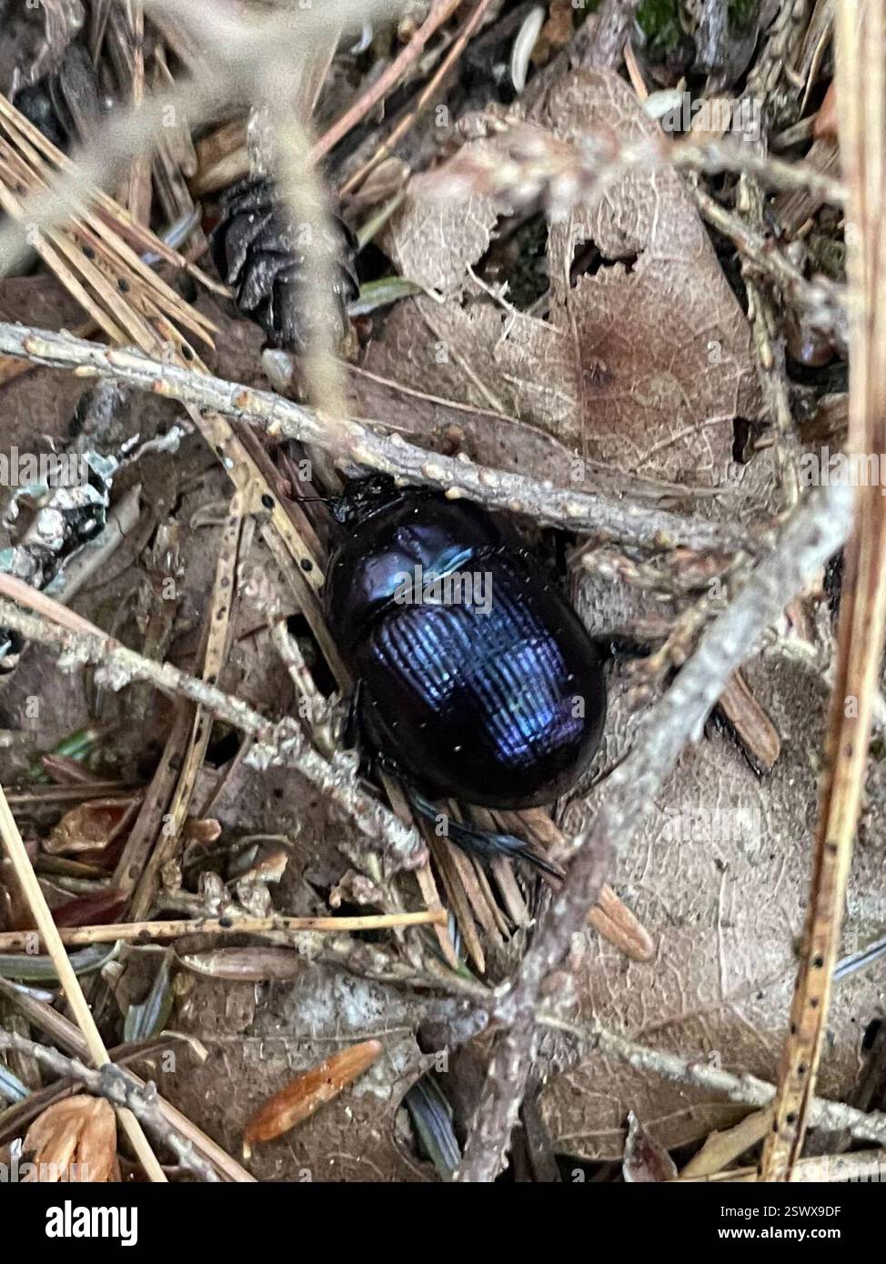 Baly's Earth-boring Beetle (Geotrupes balyi), Insecta, Killarney, ON ...