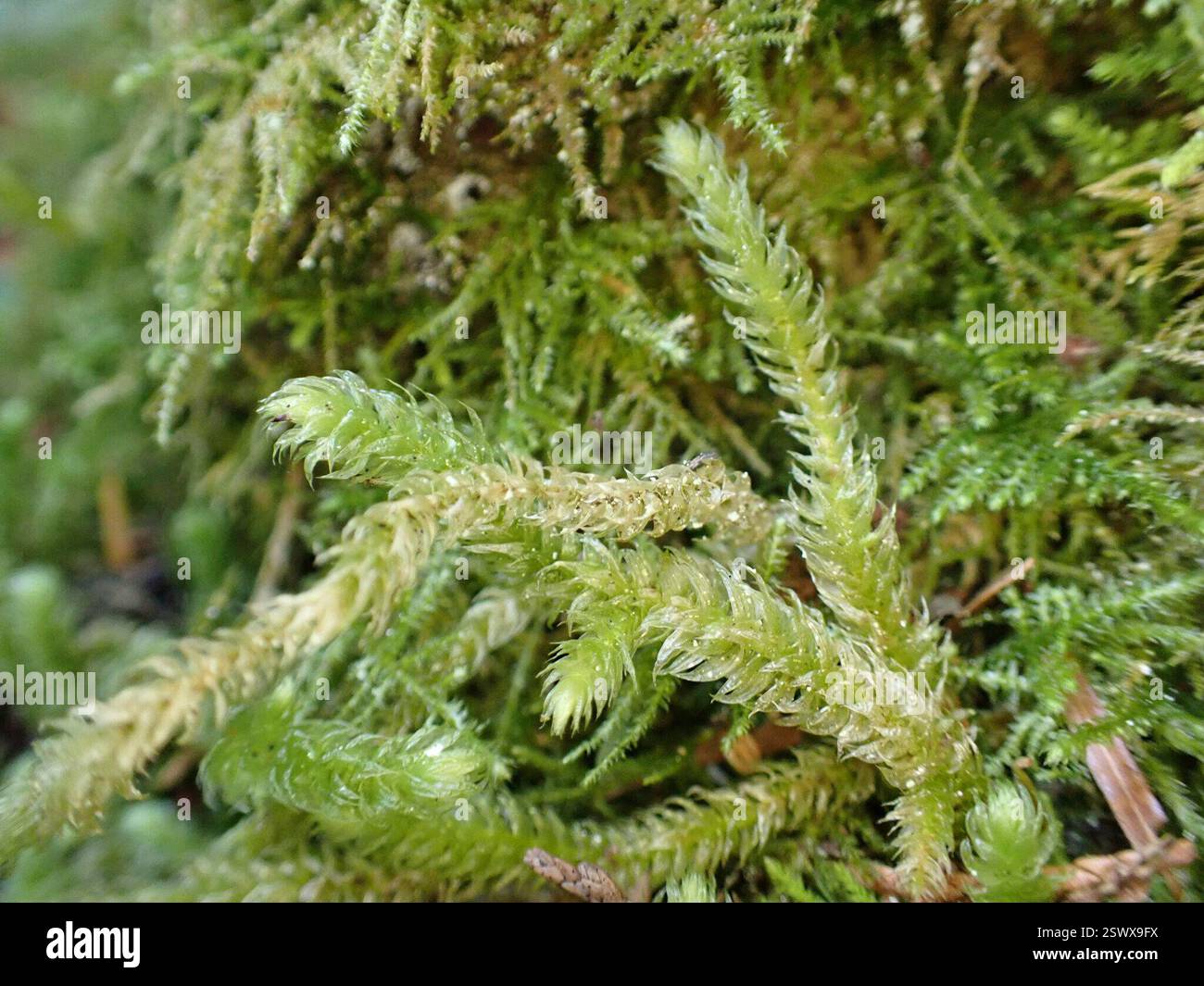 Pipecleaner Moss (Rhytidiopsis robusta), Plantae, West Vancouver, BC ...