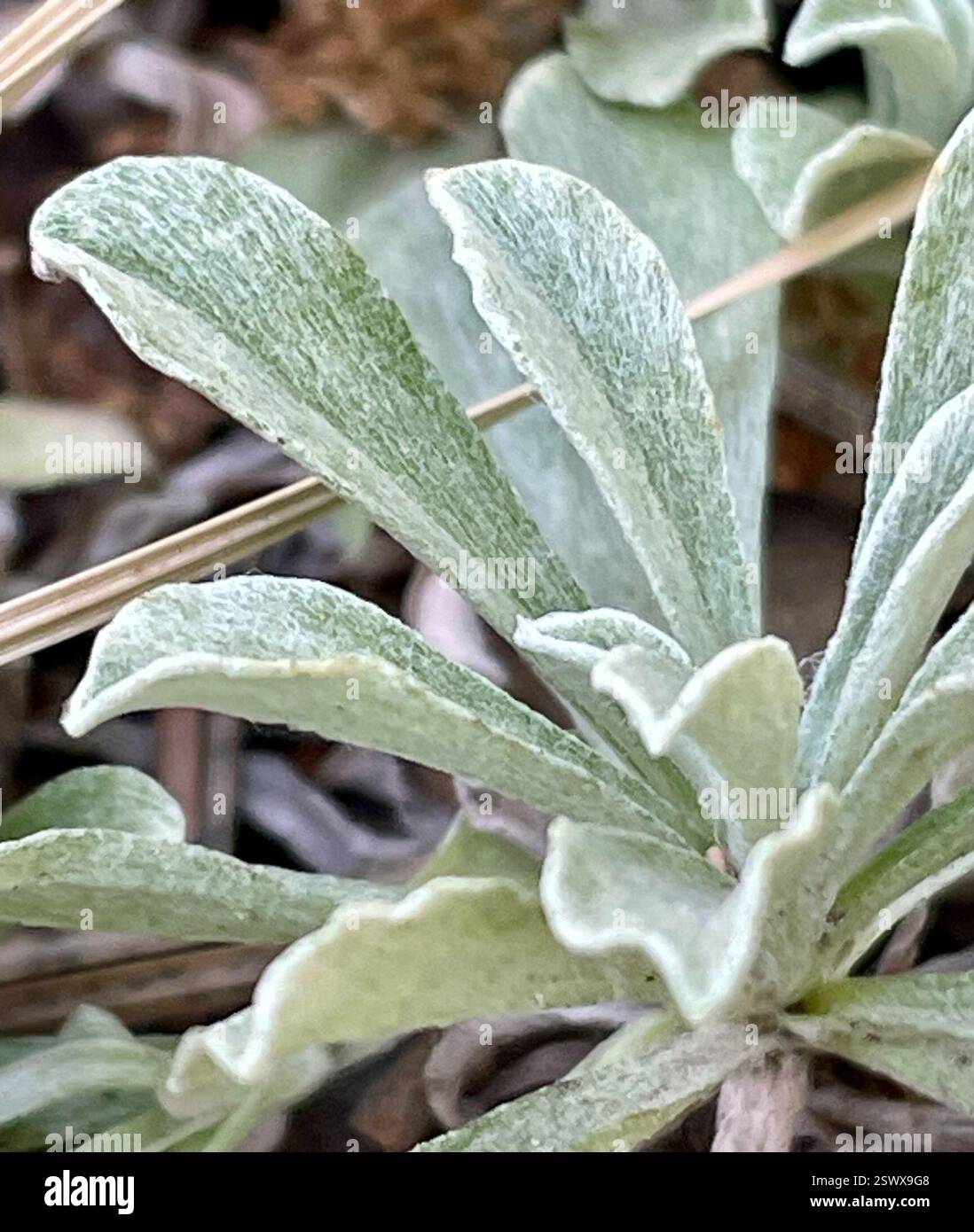 small-leaf pussytoes (Antennaria parvifolia), Plantae, Bandelier ...