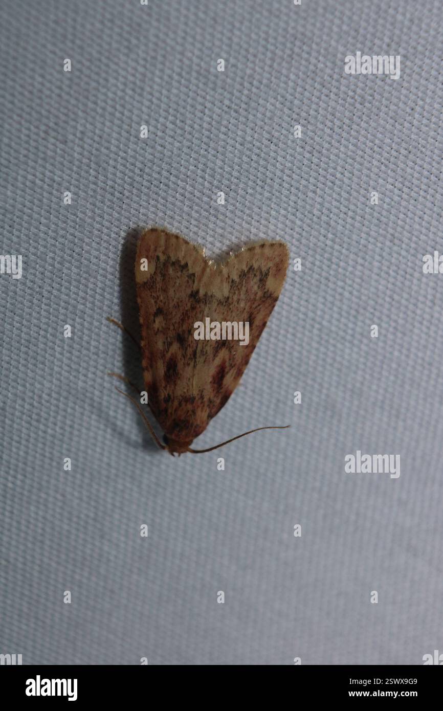 Grease Moth (Aglossa cuprina), Insecta, Mile Island Moth Sheet Stock ...