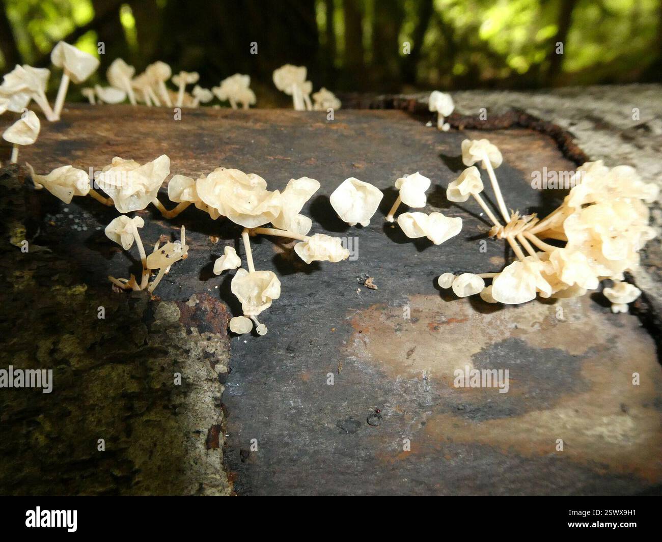 bladder stalks (Physalacria inflata), Fungi, Fayston, VT, USA Stock ...