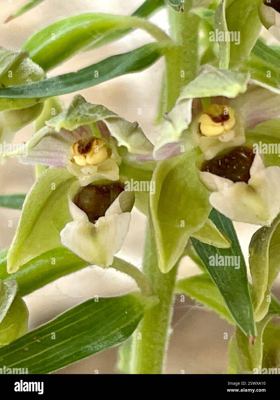 Broad-leaved helleborine (Epipactis helleborine), Plantae, Canyon Rd ...