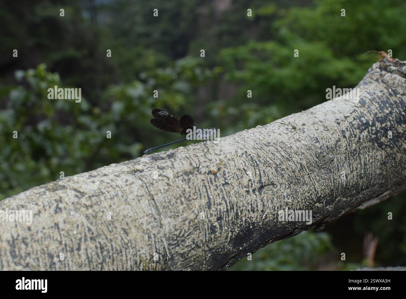 Bayadera hi-res stock photography and images - Alamy