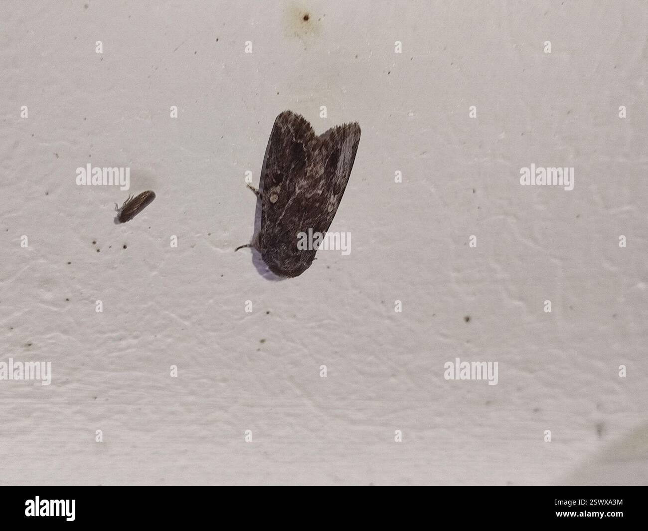 Moths of kerala hi-res stock photography and images - Alamy