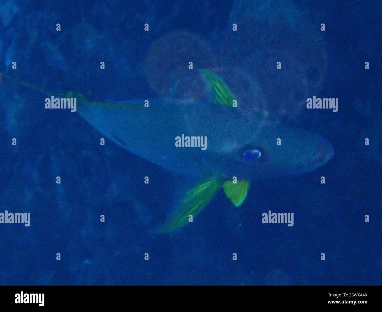 Onespot Snapper (Lutjanus monostigma), Actinopterygii, Red Sea, Red Sea ...