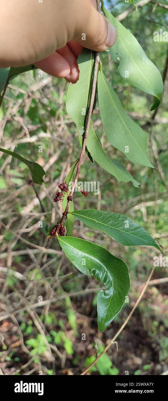 bully trees (Sideroxylon), Plantae, 48283 Jal., México Stock Photo - Alamy