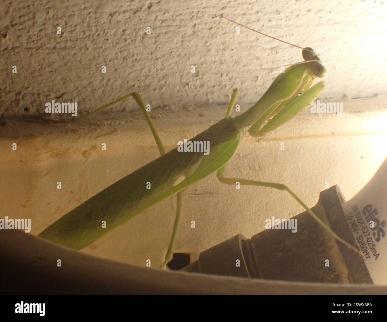 Giant African Mantis (Sphodromantis viridis), Insecta, Hilton Marsa ...