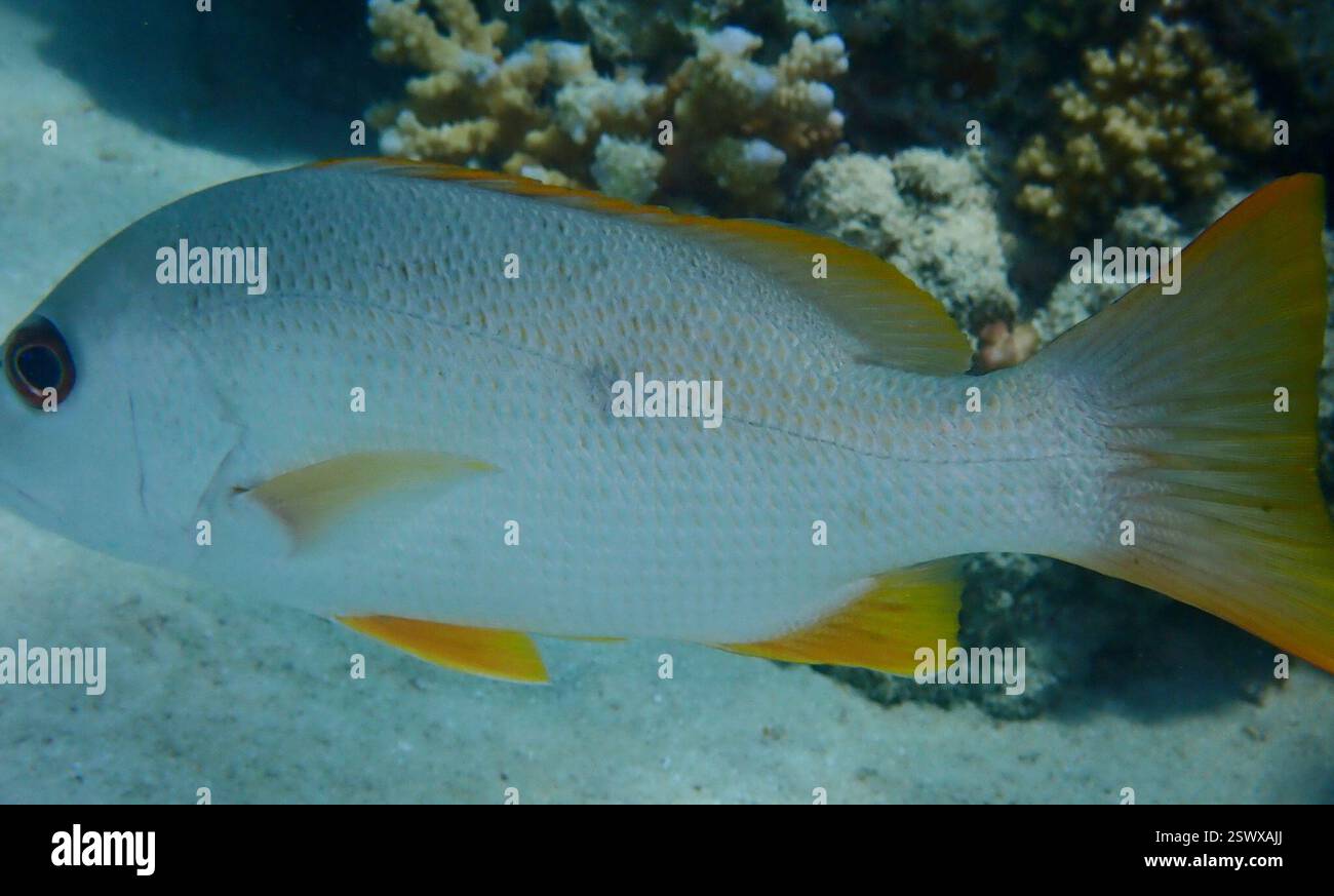 Onespot Snapper (Lutjanus monostigma), Actinopterygii, Dibab, Red Sea ...