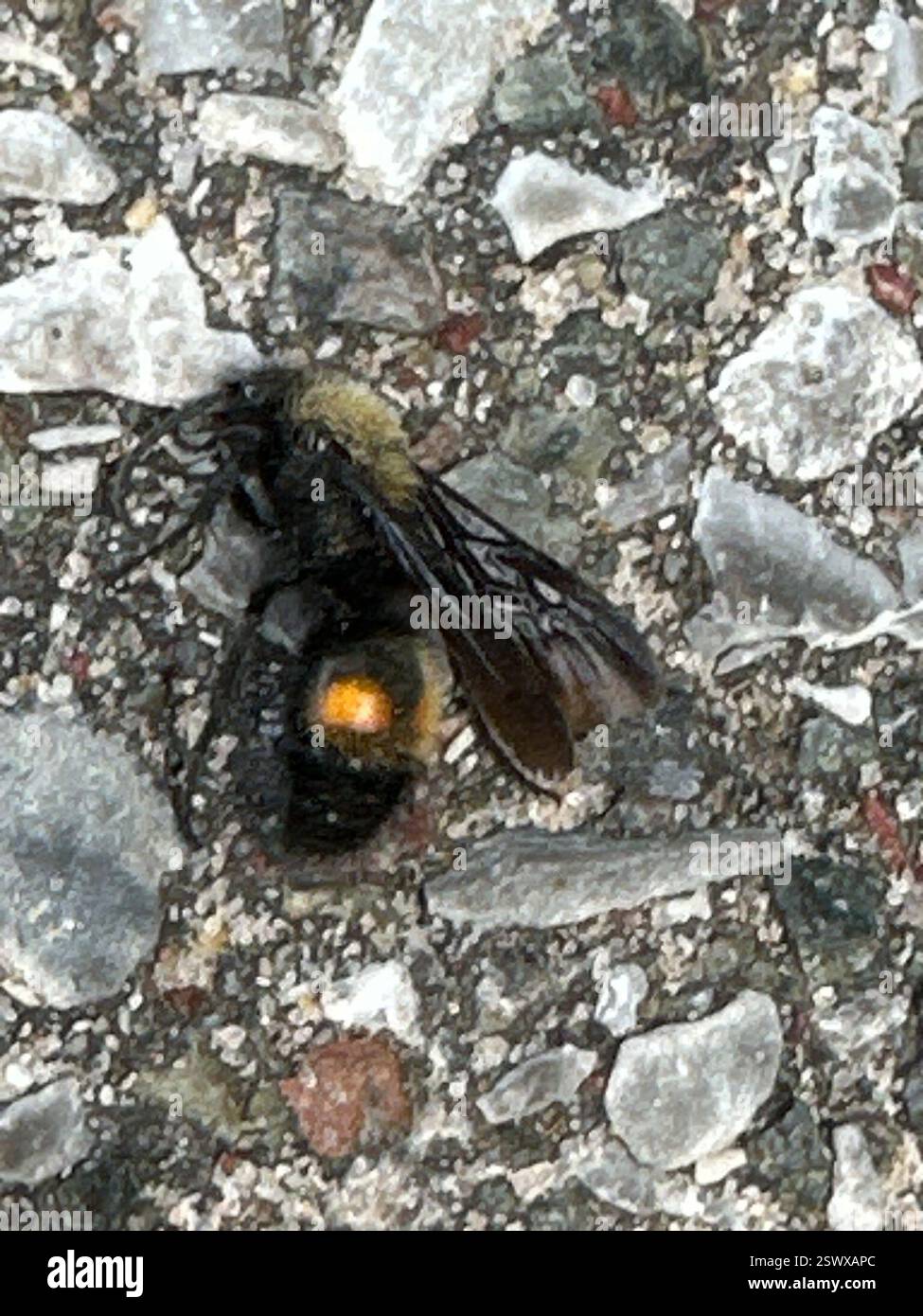(Dasymutilla bioculata), Insecta, Boiling Springs State Park, Woodward ...