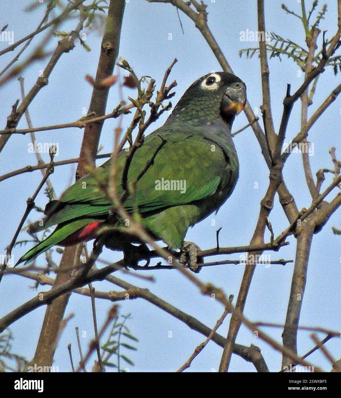 Scaly-headed Parrot (Pionus maximiliani), Aves, Anta, Salta, Argentina ...