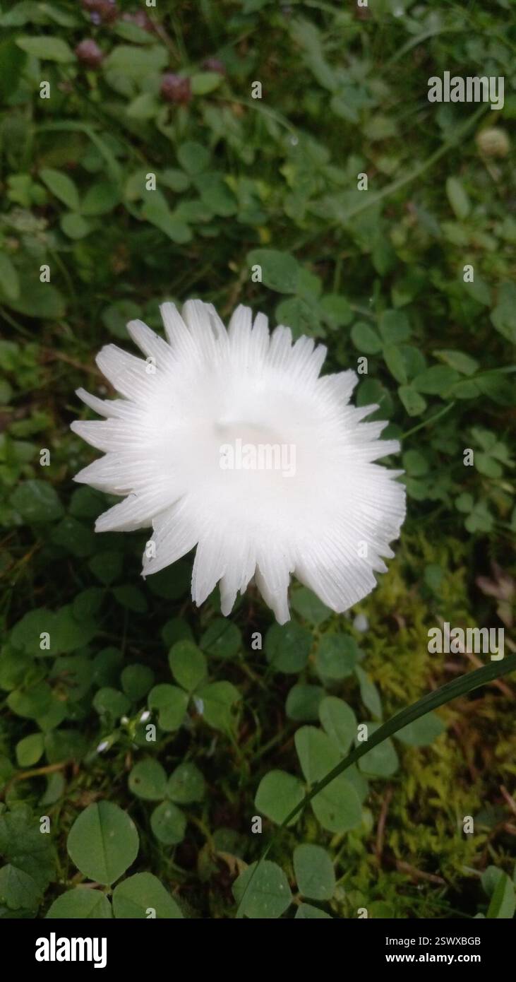Fragile Dapperling (Leucocoprinus fragilissimus), Fungi, Beaver County ...