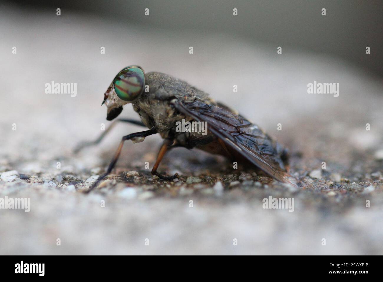 Dark Giant Horse Fly (Tabanus sudeticus), Insecta, La Frette, France ...
