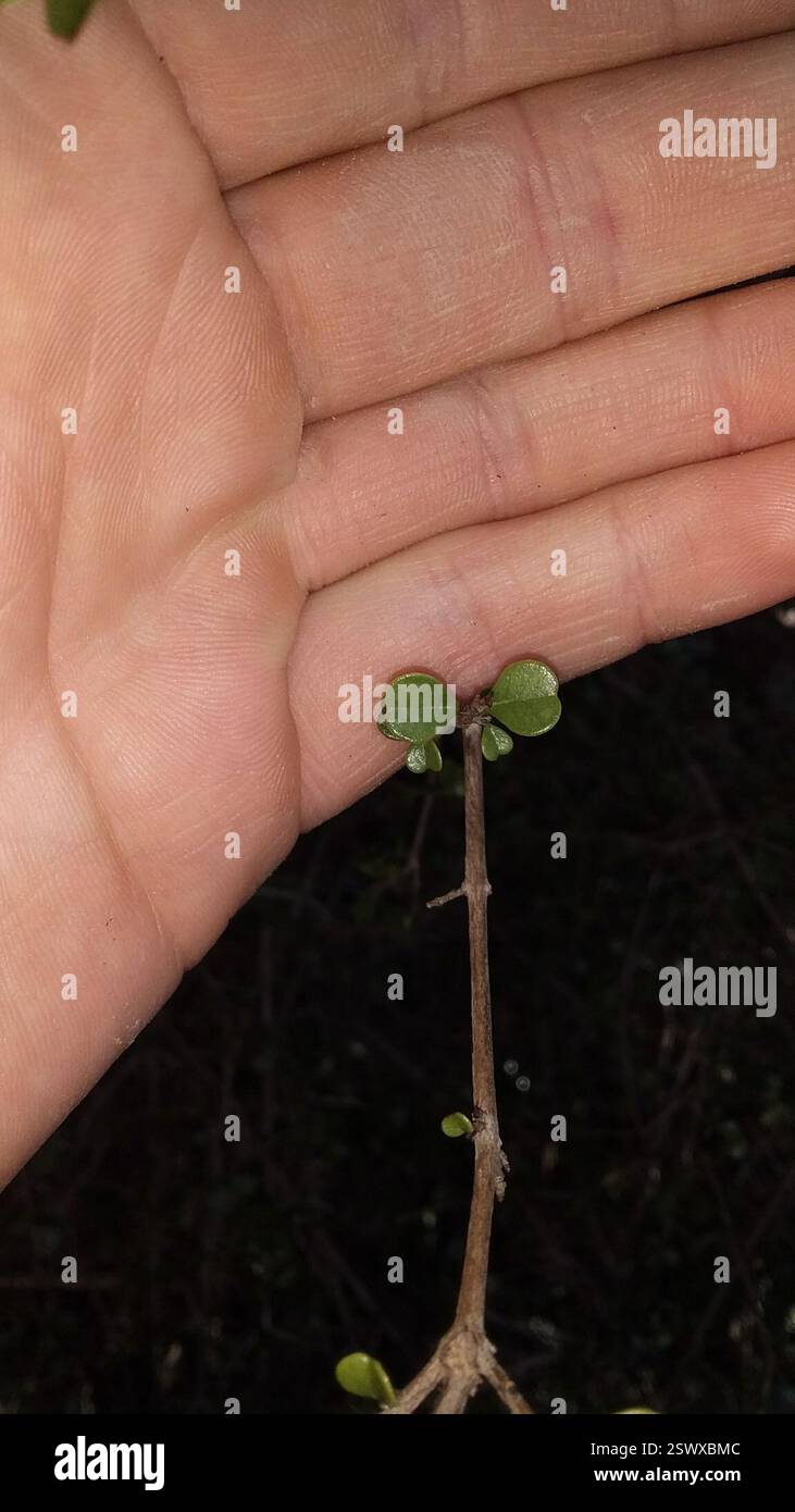 New Zealand Myrtle (Lophomyrtus obcordata), Plantae, Maitai, Nelson ...