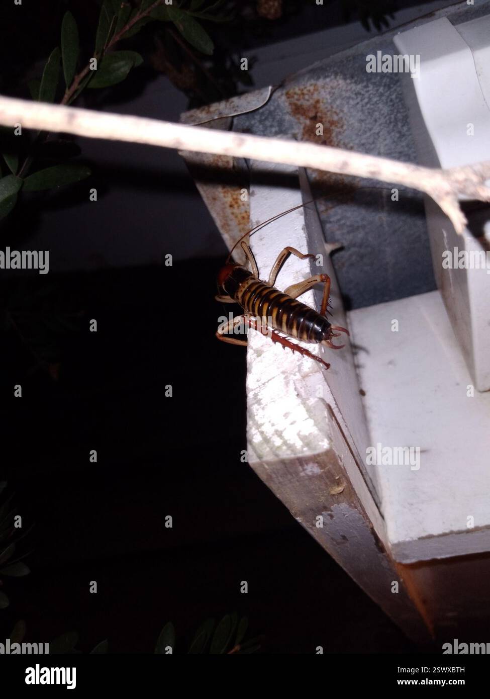 Wellington Tree Wētā (Hemideina crassidens), Insecta, Darlington Road ...
