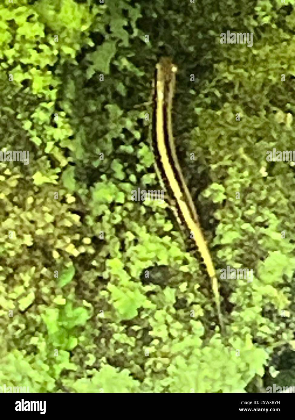 Three-lined Salamander (Eurycea guttolineata), Amphibia, Macon County ...