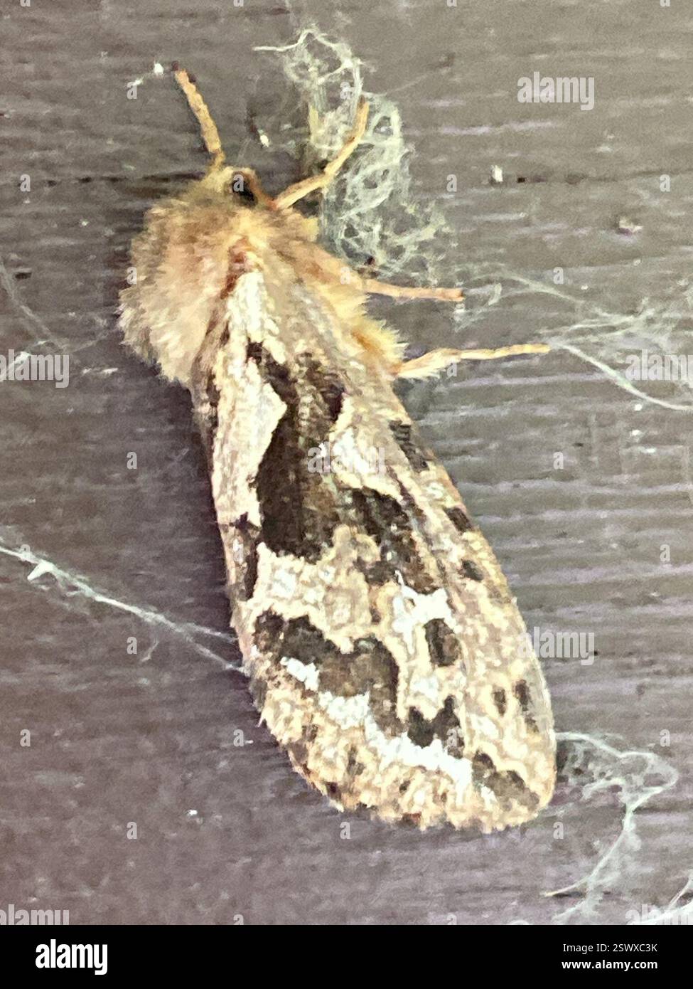 Map-winged Swift (Korscheltellus fusconebulosa), Insecta, Nordhäuser ...