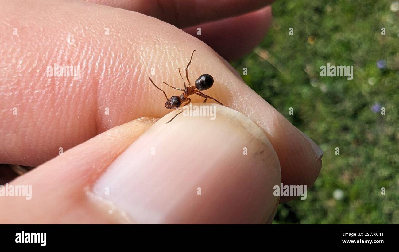 exsecta-group Wood and Mound Ants (Formica exsecta), Insecta, 1907 ...