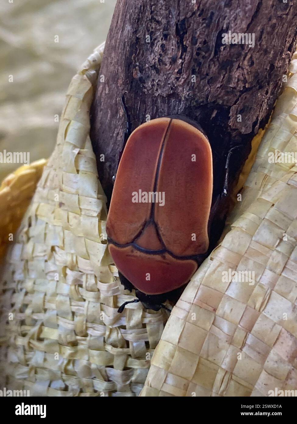 (Pachnoda marginata aurantia), Insecta, Senegal Stock Photo - Alamy