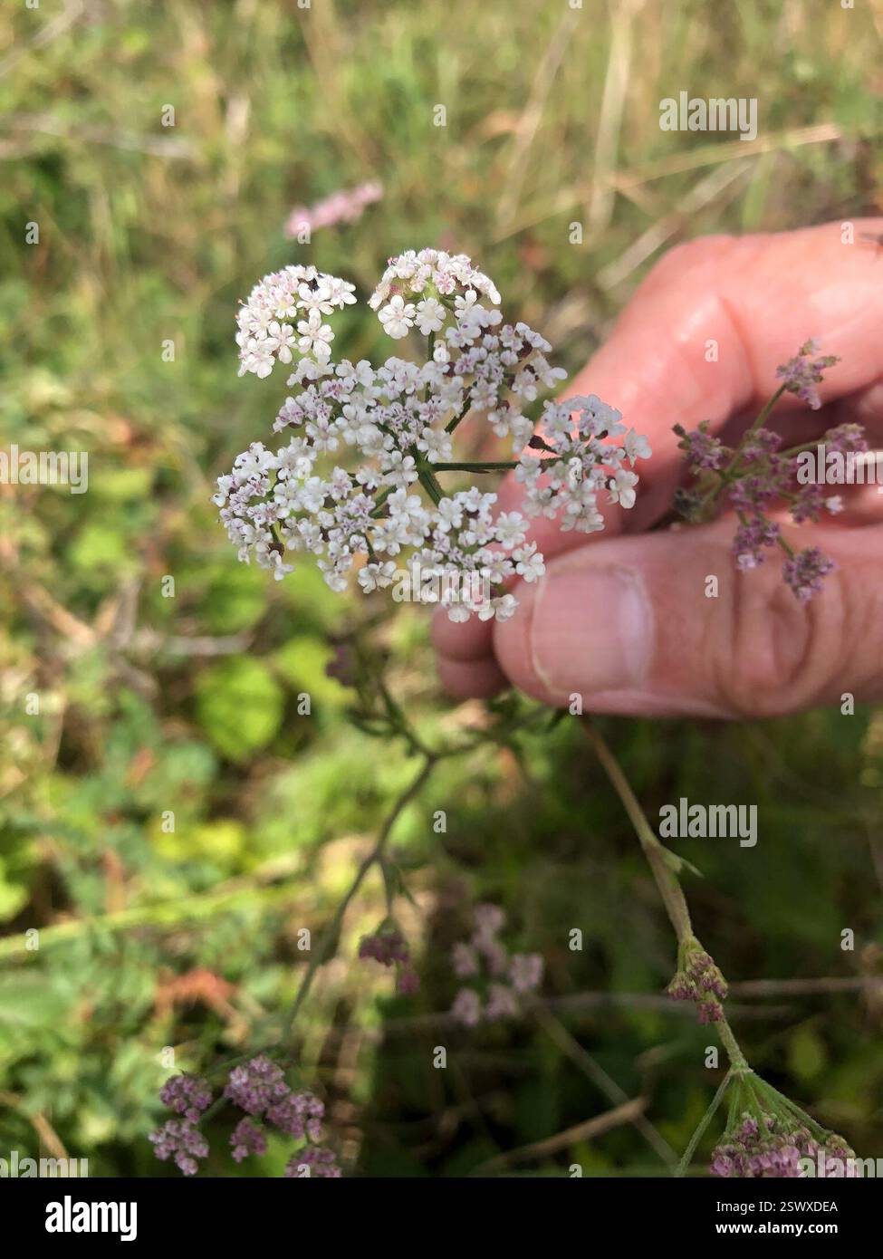 upright hedge-parsley (Torilis japonica), Plantae, Merthyr Mawr ...