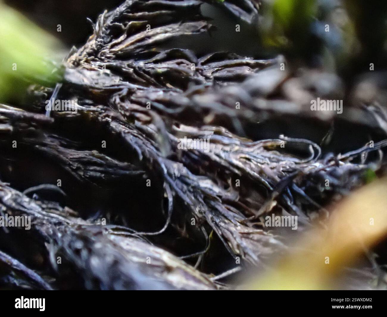 mosses (Bryophyta), Plantae, River Kirkaig, Lairg, Scotland, GB Stock ...