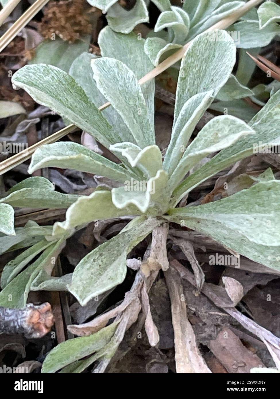 small-leaf pussytoes (Antennaria parvifolia), Plantae, Bandelier ...