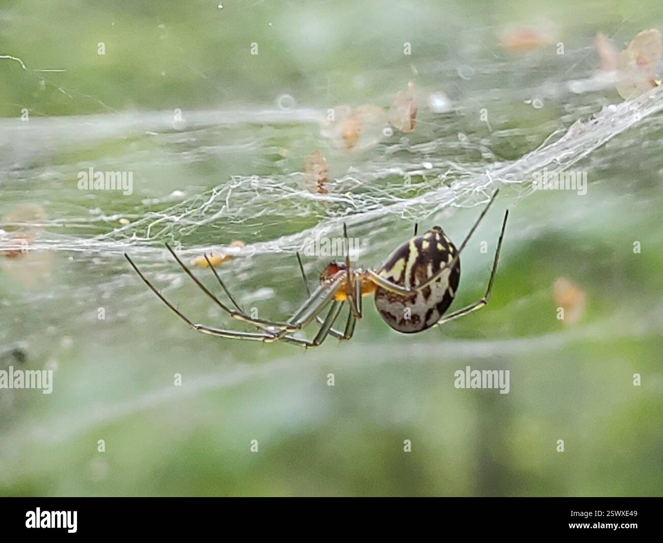 (Neriene emphana), Arachnida, Savasleika Stock Photo - Alamy
