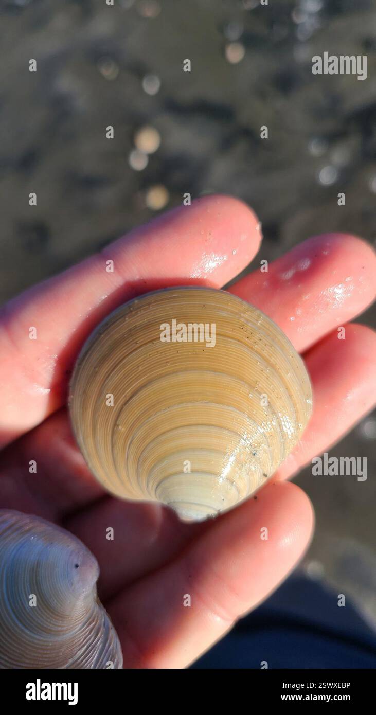 Smooth Dosinia (Dosinia subrosea), Mollusca, Canterbury, New Zealand ...