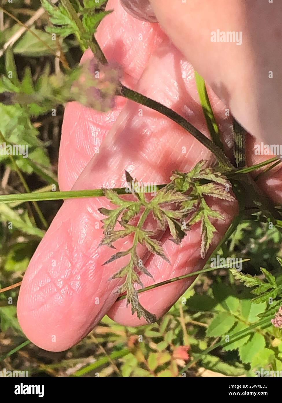 upright hedge-parsley (Torilis japonica), Plantae, Merthyr Mawr ...