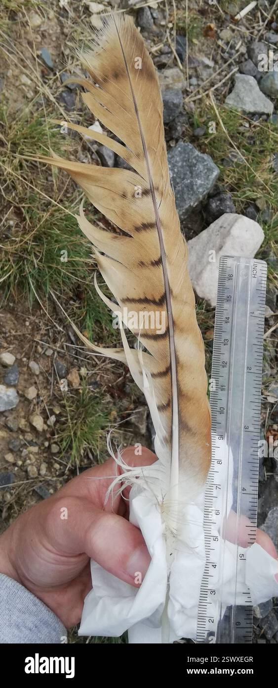 Red Kite (Milvus milvus), Aves, Ballenstedt, Germany, Color of ginger ...
