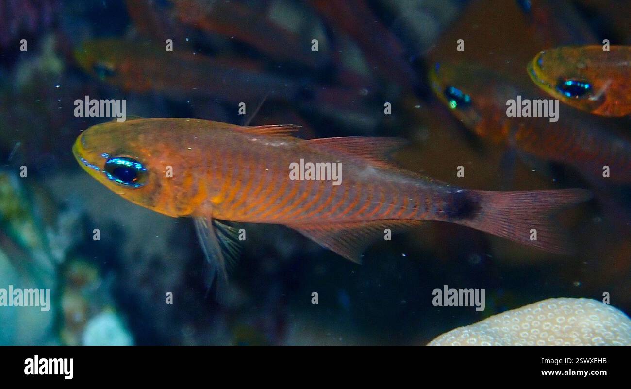 Orangelined Cardinalfish (Taeniamia fucata), Actinopterygii, Dibab, Red ...
