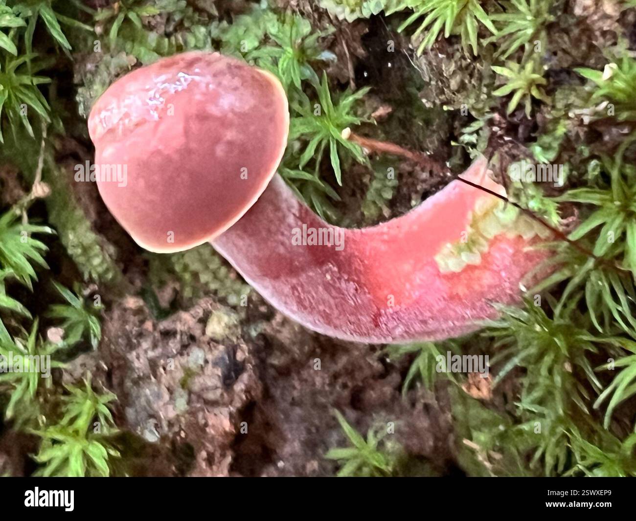 boletes (Boletaceae), Fungi, Benton Mackaye, Cherry Log, GA, US Stock ...