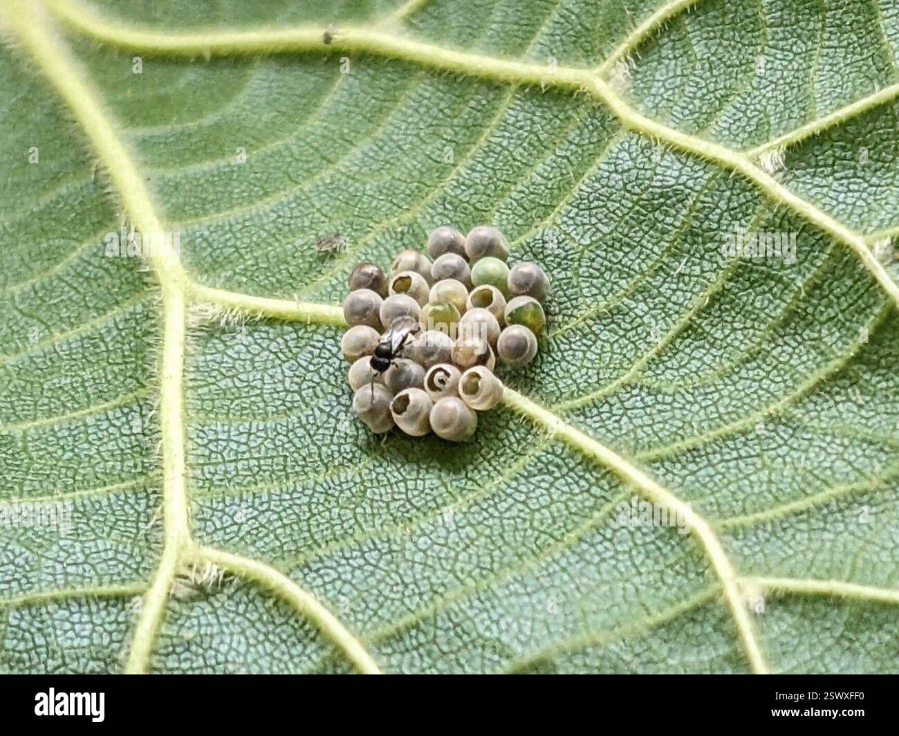 Insects (Insecta), Insecta, Durham, England, GB, Are these hemipteran ...