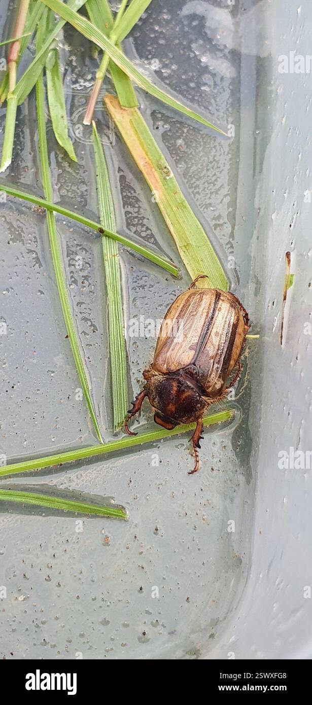 Summer Chafer (Amphimallon solstitiale), Insecta, Birmingham B38, UK ...