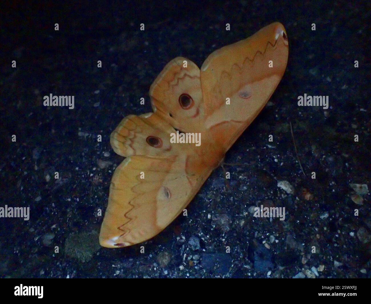 (Saturnia japonica japonica), Insecta, Nagano, JP Stock Photo - Alamy