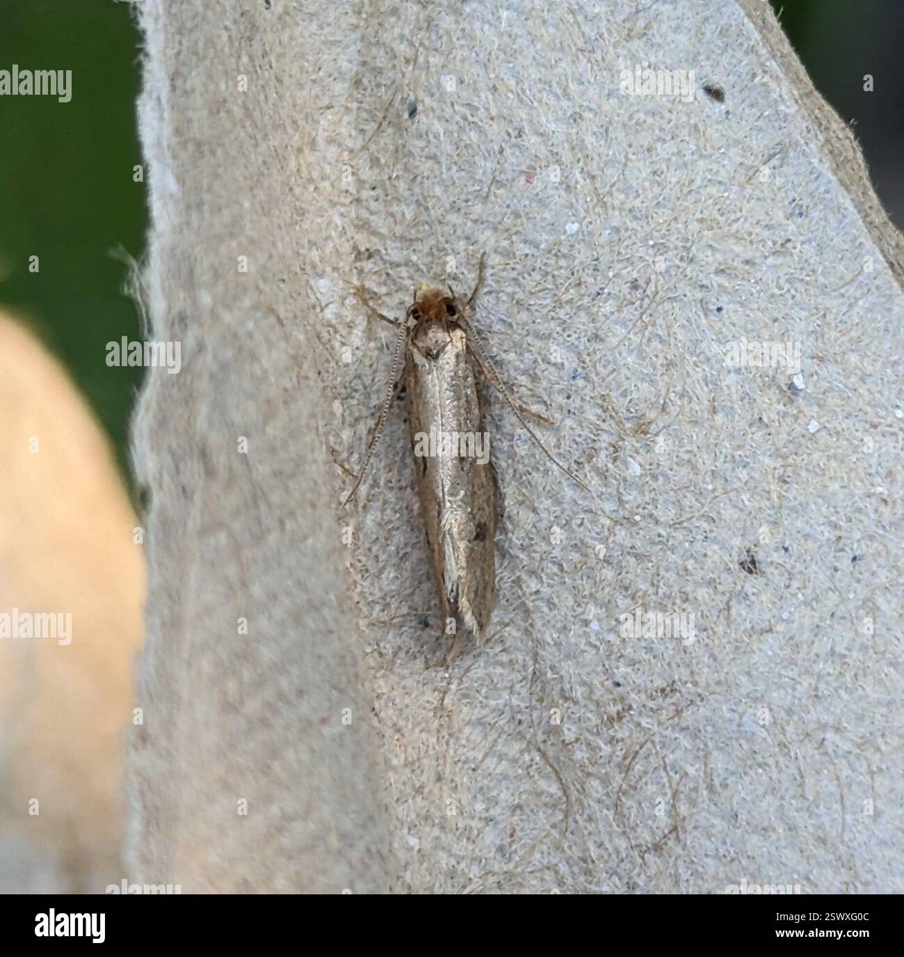 Case-bearing Clothes Moth (Tinea pellionella), Insecta, Okanagan Falls ...