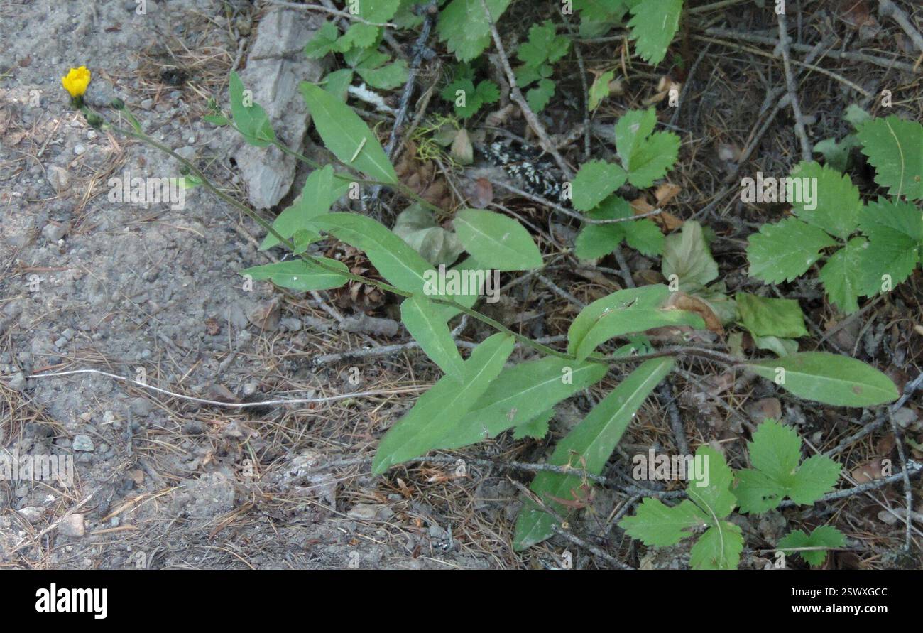 Canada hawkweed (Hieracium umbellatum), Plantae, Kootenay Boundary, BC ...