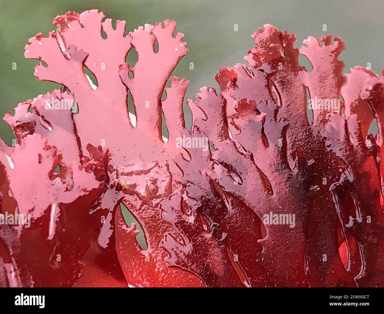 (Callophyllis), Plantae, Santa Cruz, California, United States Stock ...