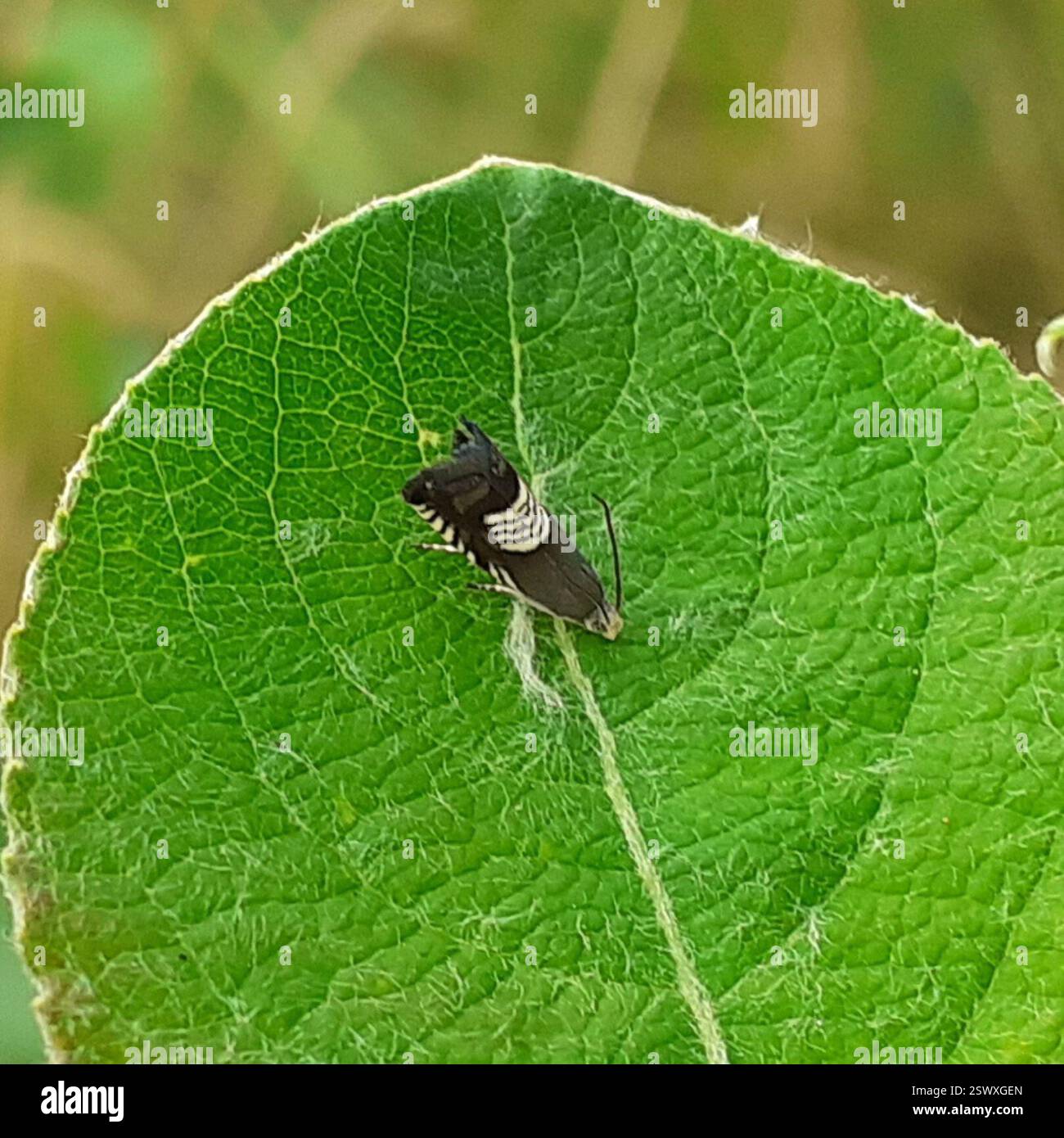 Clover Seed Moth (Grapholita compositella), Insecta, 30-553 Kraków, Polska Stock Photo - Alamy