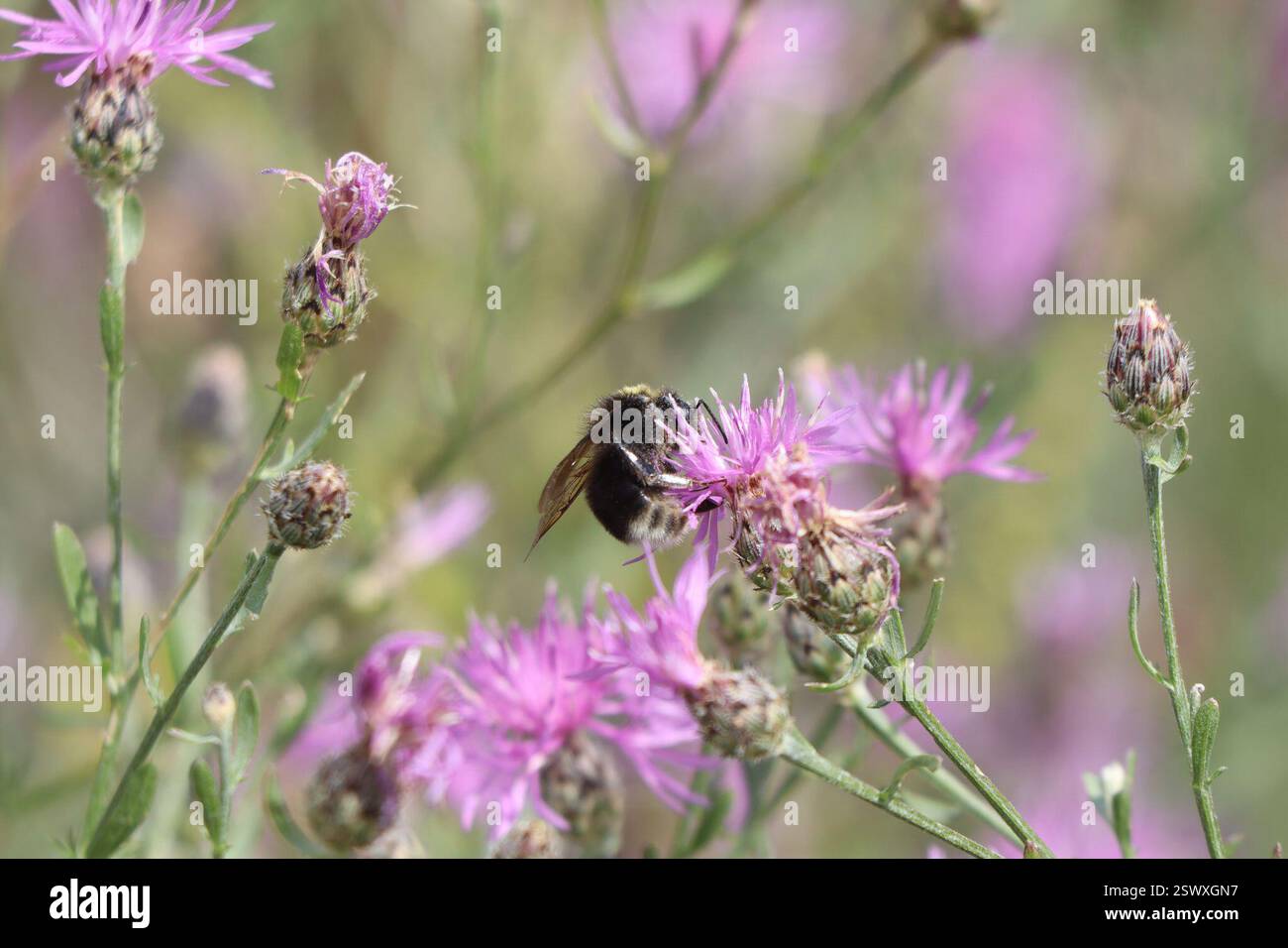 Western Bumble Bee (Bombus occidentalis), Insecta, Black Mine Rd-gravel ...