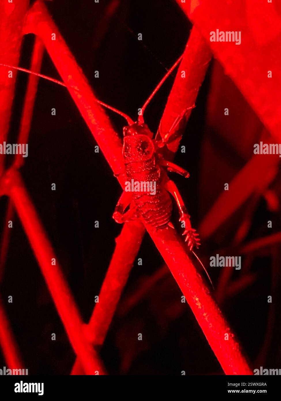 Cook Strait Giant Weta (Deinacrida rugosa), Insecta, New Zealand Stock ...