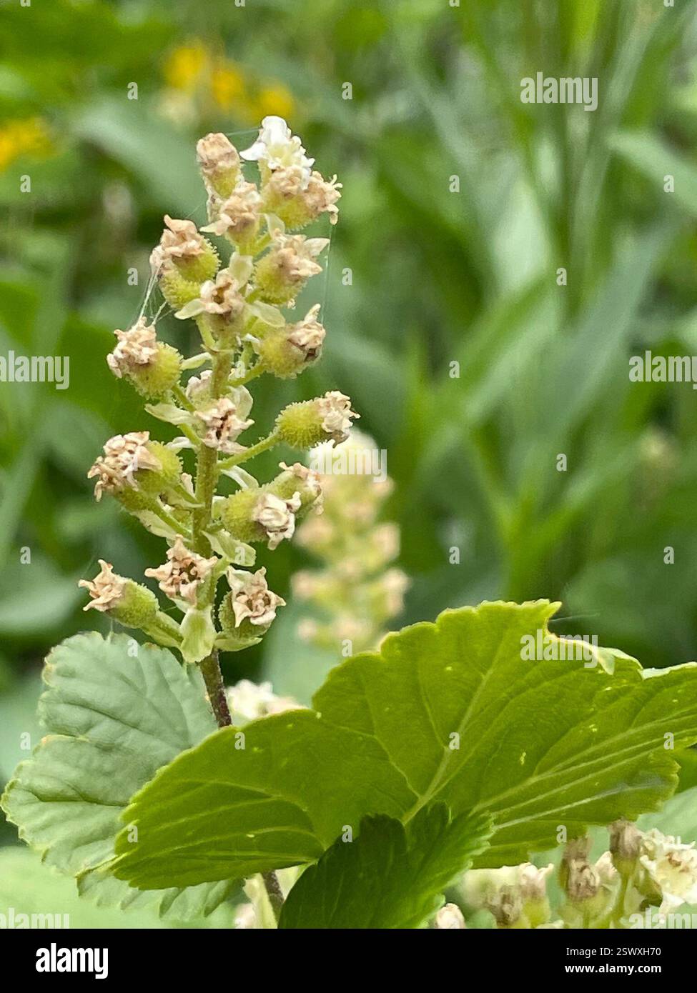 Wolf's Currant (Ribes wolfii), Plantae, Diamond Creek Rd, Pomeroy, WA ...